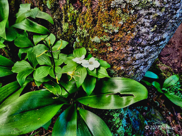 Hiking on Mont Sutton – baburek.co